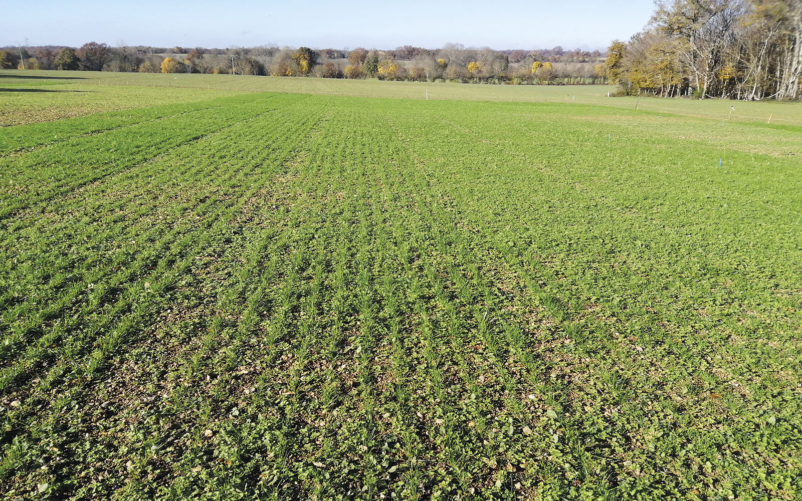 Semis de prairie à l'automne : de plus en plus tardifs | Perspectives ...