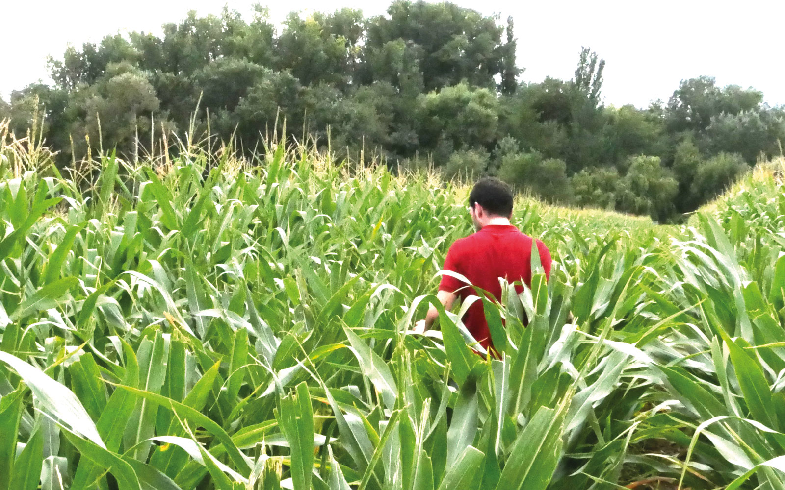 Ration vache laitière : l'intérêt de l'ensilage d'herbe et de maïs ...