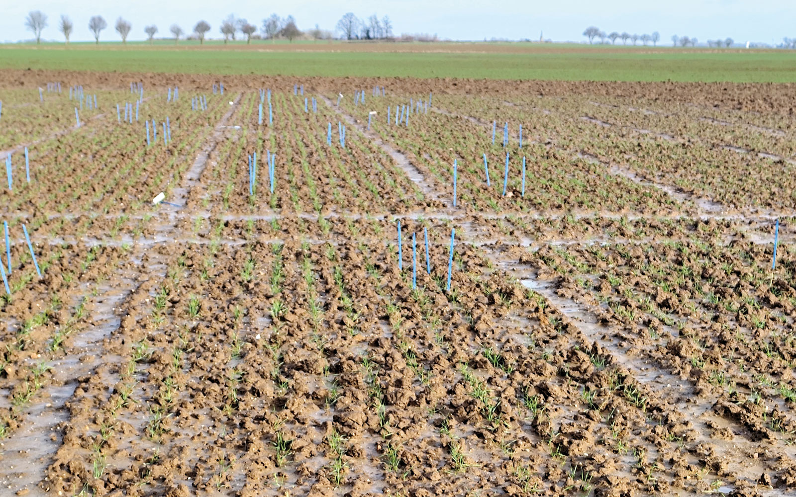 Les traitements de semences sur céréales à paille en 2025 | Perspectives Agricoles