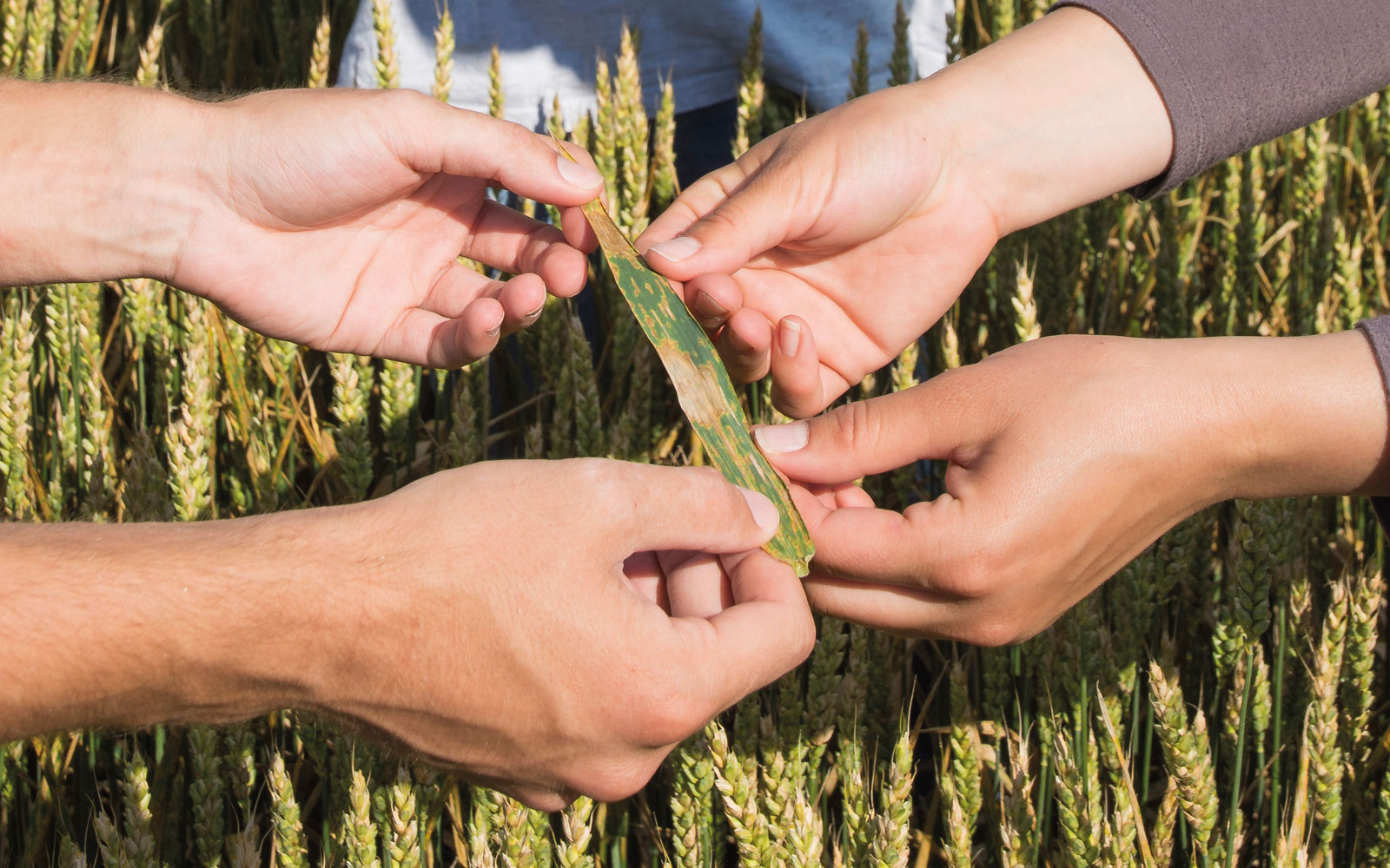 Comment évolueront la septoriose et les rouilles face au climat futur ...