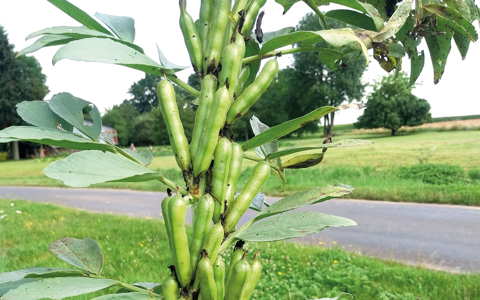 Les rendements en féverole plutôt élevés en 2024 | Perspectives Agricoles