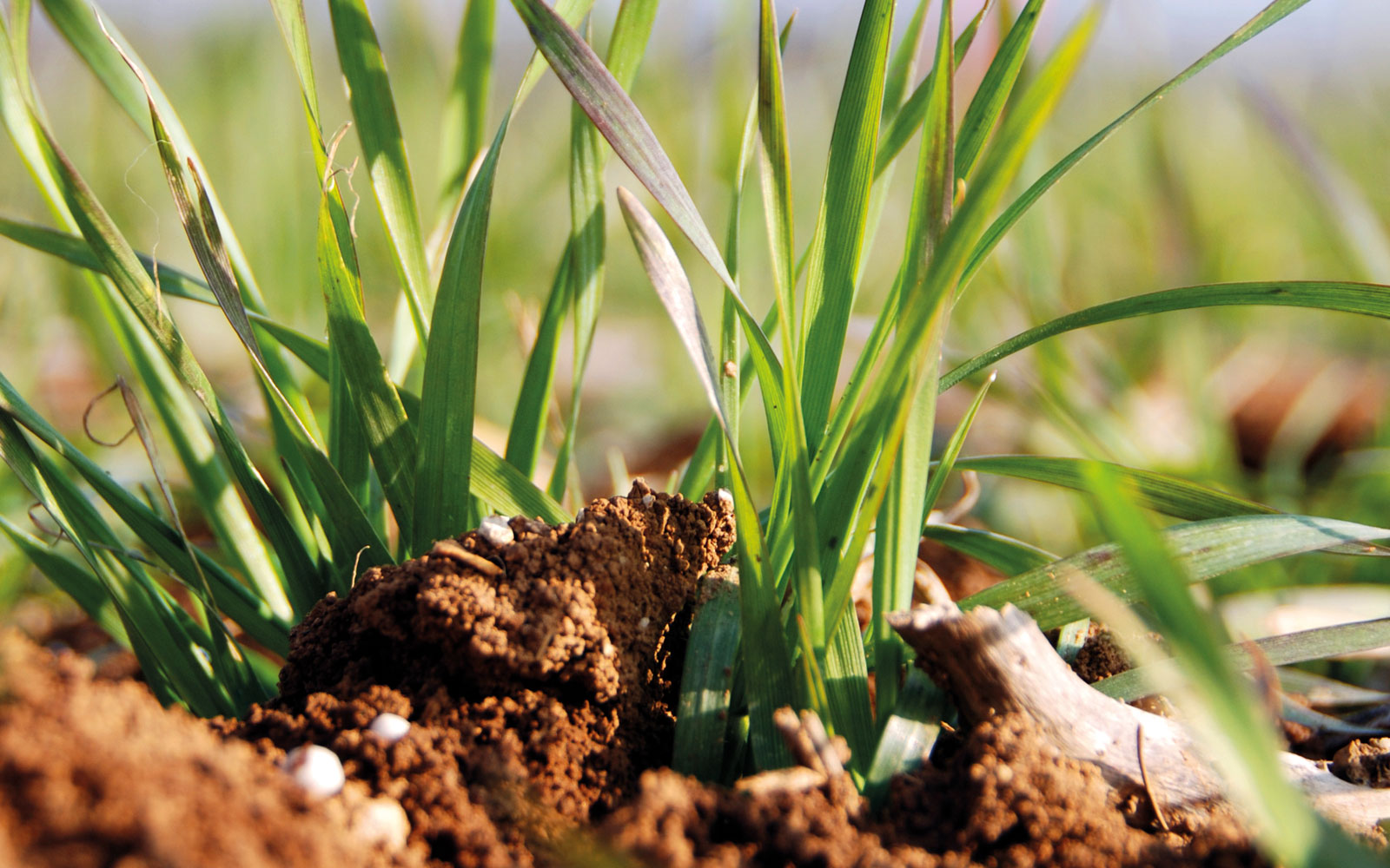 Les 20 bonnes pratiques qui optimisent la fertilisation à moindre coût ...