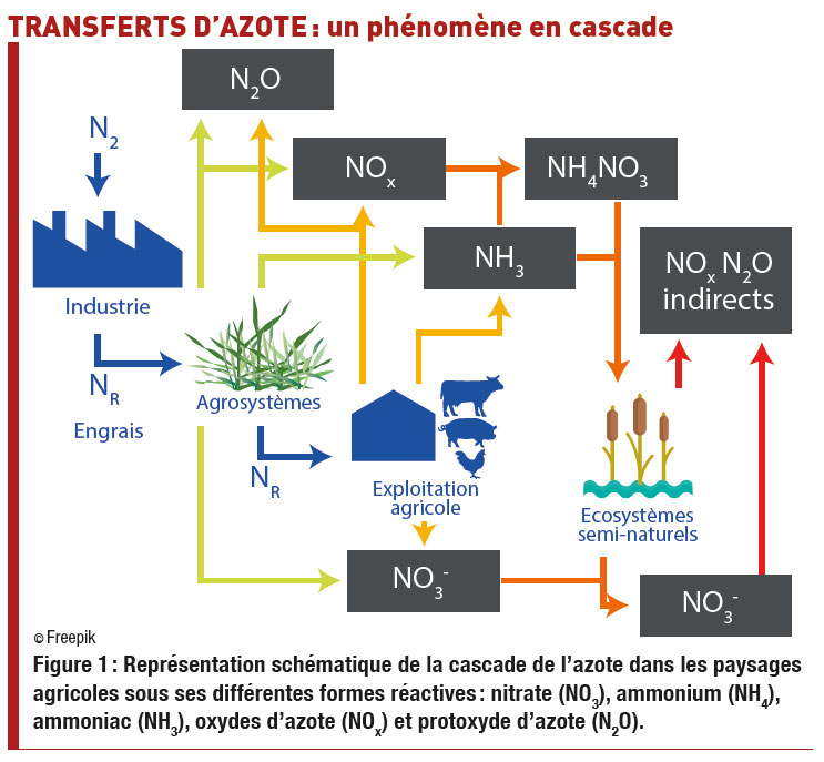 Diagramme Du Cycle De L'azote UVED