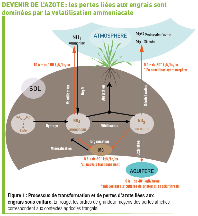 Diagramme Du Processus De Fertilisation