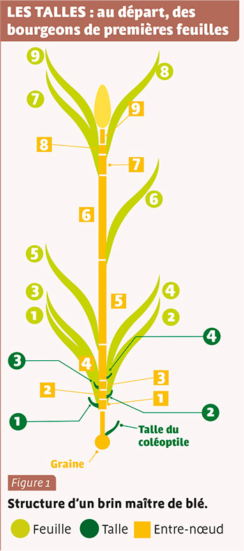 Le tallage du blé, détaillé | Perspectives Agricoles