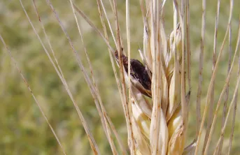 Pourquoi s'inquiéter de l'ergot ? | Perspectives Agricoles