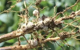 Fixation symbiotique de l’azote : inoculation réussie de différentes ...